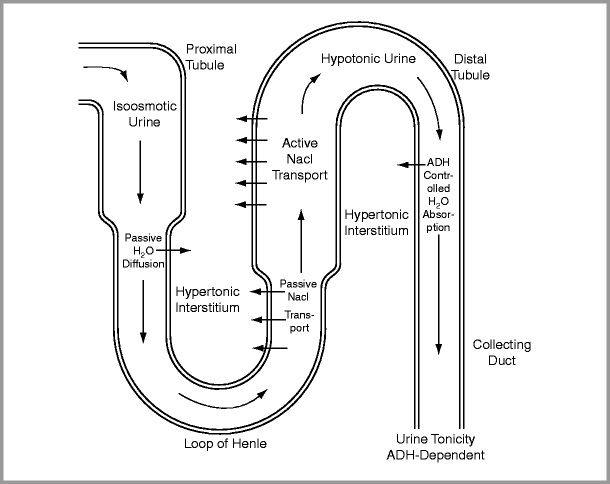 Overview, Structure and Function of the Nephron | SpringerLink