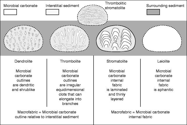 Microbialites, Stromatolites, and Thrombolites | SpringerLink