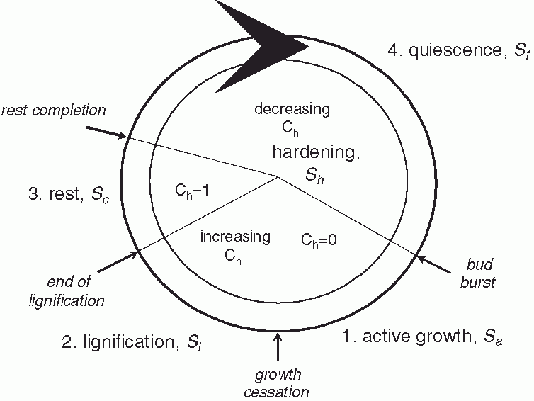 The Annual Cycle of Development of Trees and Process-Based Modelling of ...
