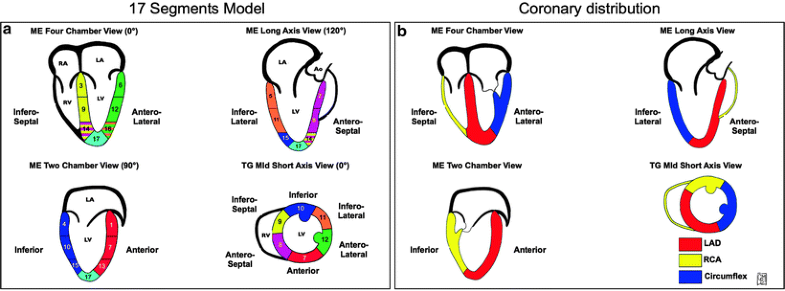 Intraoperative Transesophageal Echocardiography for Thoracic Surgery ...