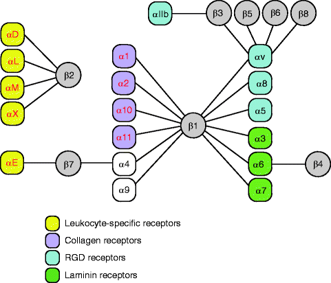 Integrin Structure and Function | SpringerLink