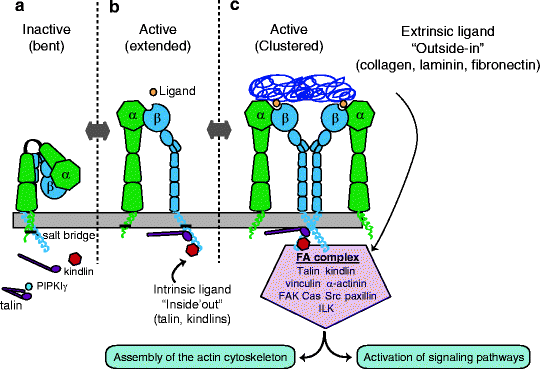 Integrin Structure and Function | SpringerLink