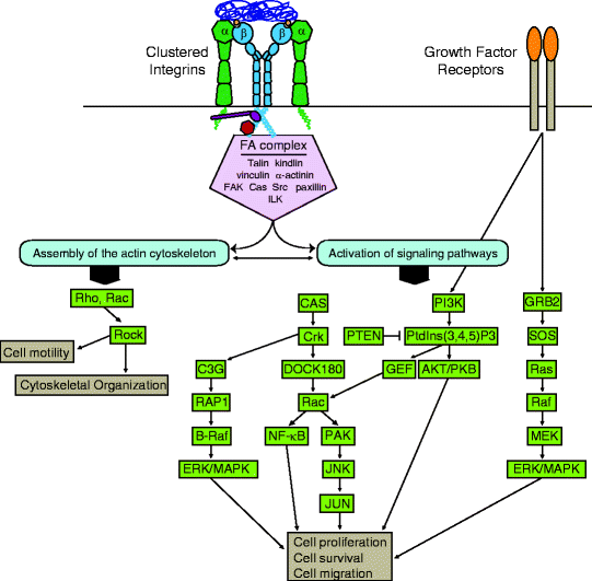 Integrin Structure and Function | SpringerLink