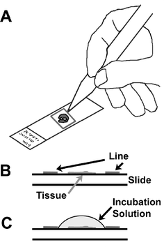 Tissue Sectioning | SpringerLink