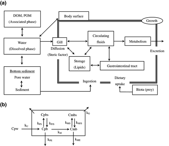Bioconcentration, Bioaccumulation, and Metabolism of Pesticides in ...