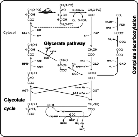 Pathway and Importance of Photorespiratory 2-Phosphoglycolate ...