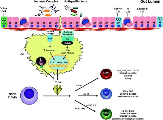 Insights into TL1A and IBD Pathogenesis | SpringerLink