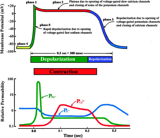 Anatomy and Physiology of the Cardiac Conduction System | SpringerLink