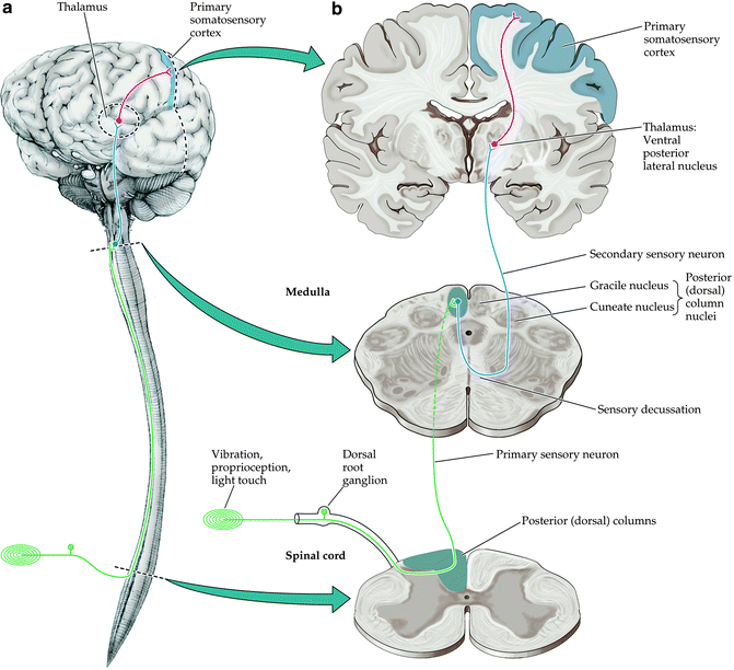 The Six Major Anatomic Decussations with Clinical Correlation ...