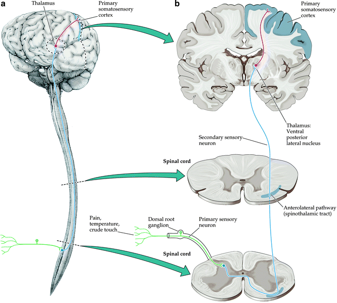 The Six Major Anatomic Decussations with Clinical Correlation ...