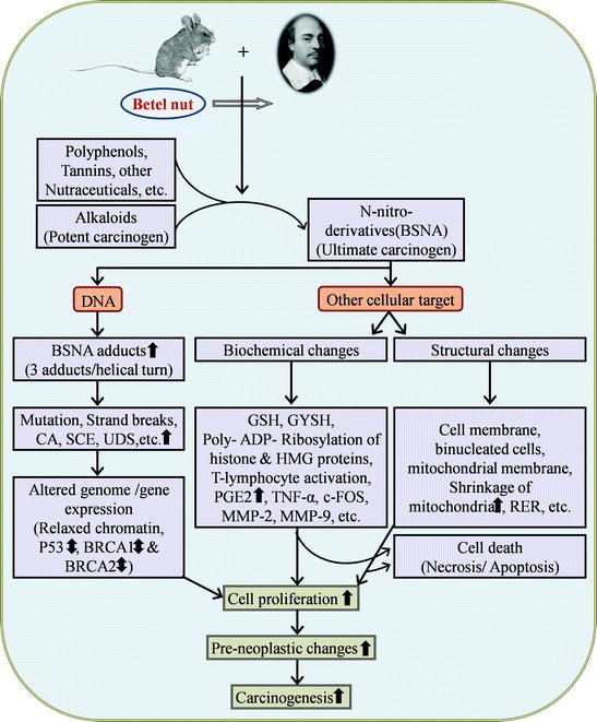 Betel Nut and Susceptibility to Cancer | SpringerLink