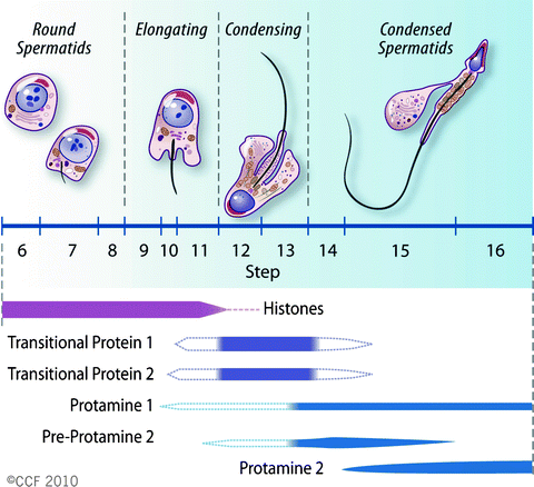 Spermatogenesis: An Overview | SpringerLink