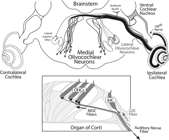 Anatomy of Olivocochlear Neurons | SpringerLink