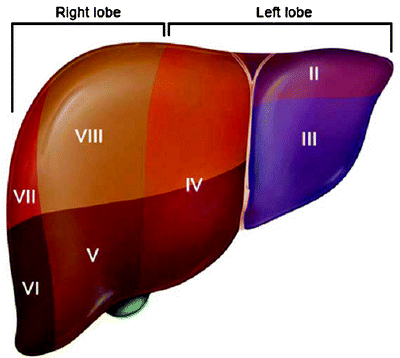 Gross and Cellular Anatomy of the Liver | SpringerLink
