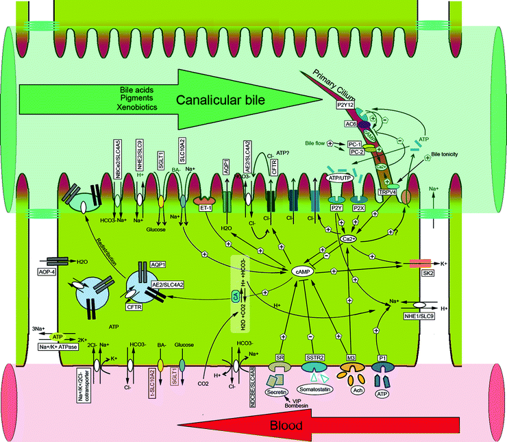 Biliary Epithelial Cells | SpringerLink