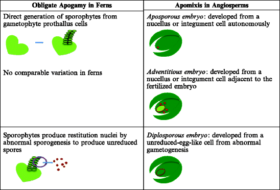 Laboratory-Induced Apogamy and Apospory in Ceratopteris richardii ...