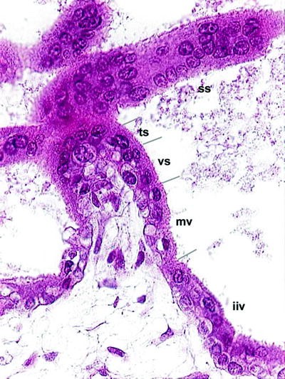Chorionic Villi: Histology and Villous Development | SpringerLink