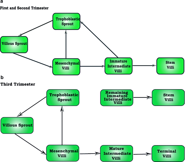 Chorionic Villi: Histology and Villous Development | SpringerLink