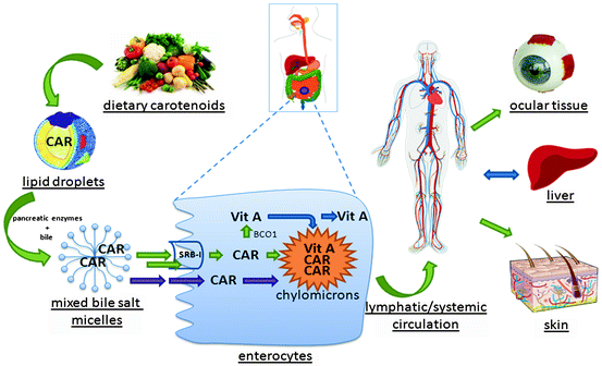 Carotenoids and Skin | SpringerLink