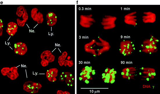 H2AX in DNA Damage Response | SpringerLink