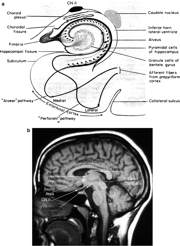 Limbic System and the Temporal Lobe | SpringerLink
