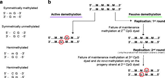 DNA Hypomethylation and Hemimethylation in Cancer | SpringerLink