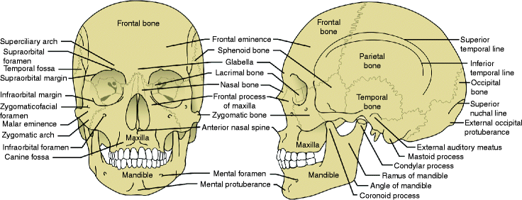 Deep Structures of the Head and Neck | SpringerLink