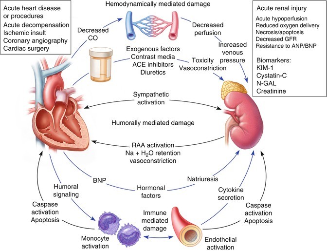 Cardiorenal Syndromes: Renal Artery Disease and Congestive Heart ...