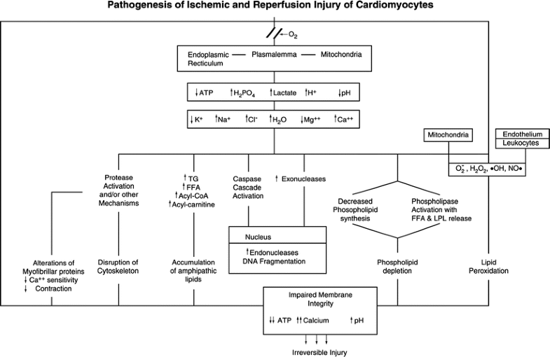 Coronary Artery Disease: Pathological Anatomy and Pathogenesis ...