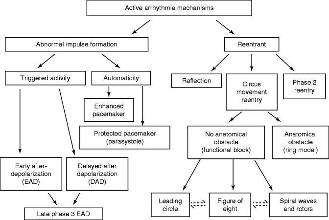 Mechanisms of Cardiac Arrhythmia | SpringerLink