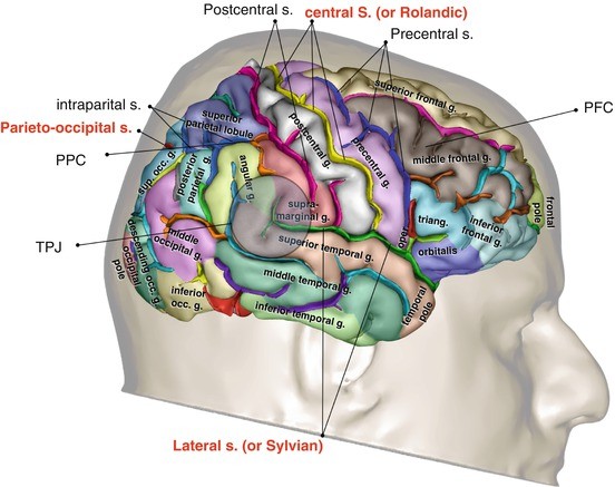 The Attention Systems of the Human Brain | SpringerLink
