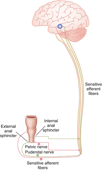 Anorectal Anatomy and Physiology | SpringerLink