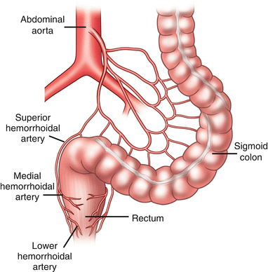 Anorectal Anatomy and Physiology | SpringerLink