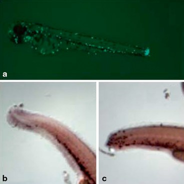 Zebrafish: Model for the Study of Inflammation and the Innate Immune ...