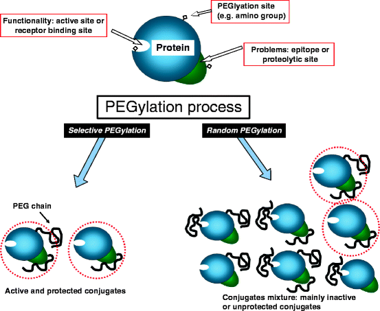 Protein PEGylation | SpringerLink