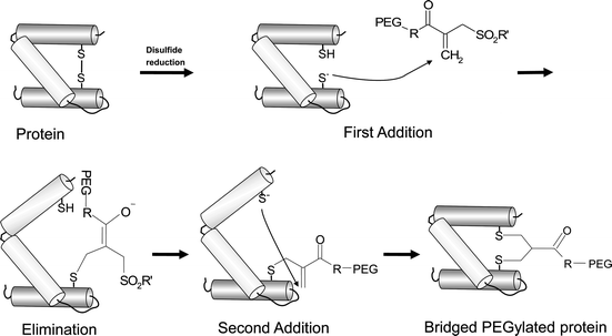 Protein PEGylation | SpringerLink