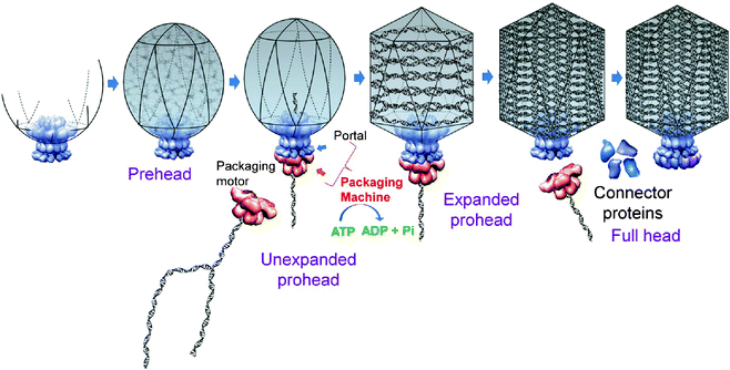 The Bacteriophage DNA Packaging Machine | SpringerLink