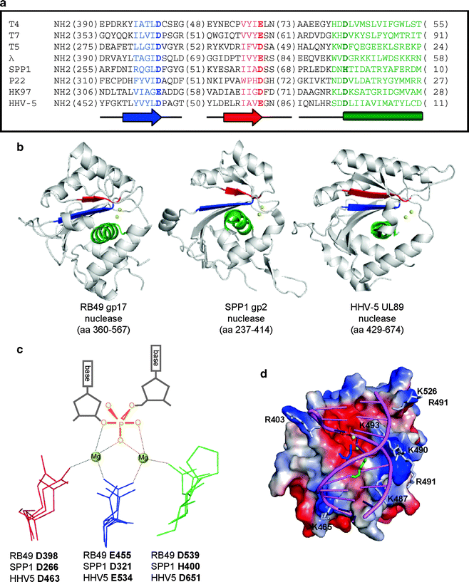 The Bacteriophage DNA Packaging Machine | SpringerLink