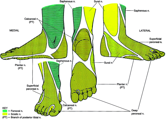Regional Anesthetic Techniques for Foot Surgery | SpringerLink
