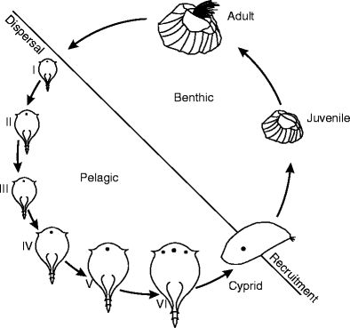 Barnacles and Their Significance in Biofouling | SpringerLink