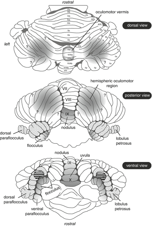 The Cerebellum: Eye Movements | SpringerLink