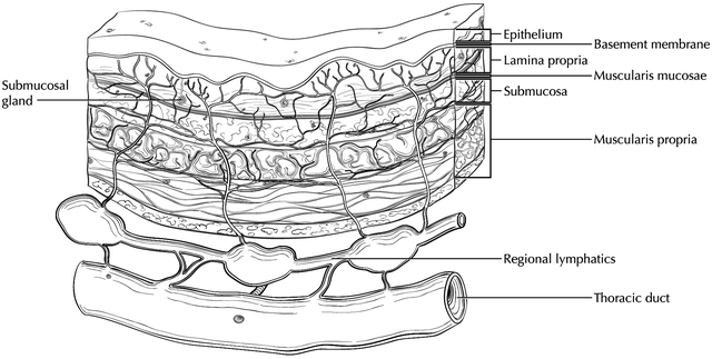 Esophagus and Esophagogastric Junction | SpringerLink
