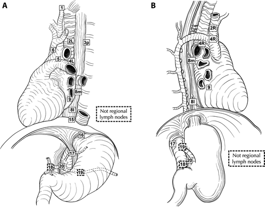 Esophagus and Esophagogastric Junction | SpringerLink