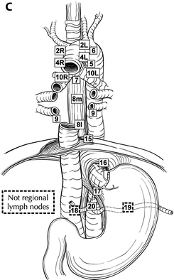 Esophagus and Esophagogastric Junction | SpringerLink