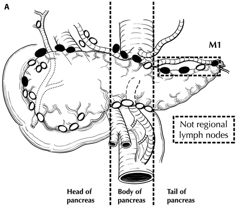 Ampulla of Vater | SpringerLink