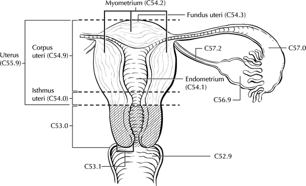 Corpus Uteri | SpringerLink