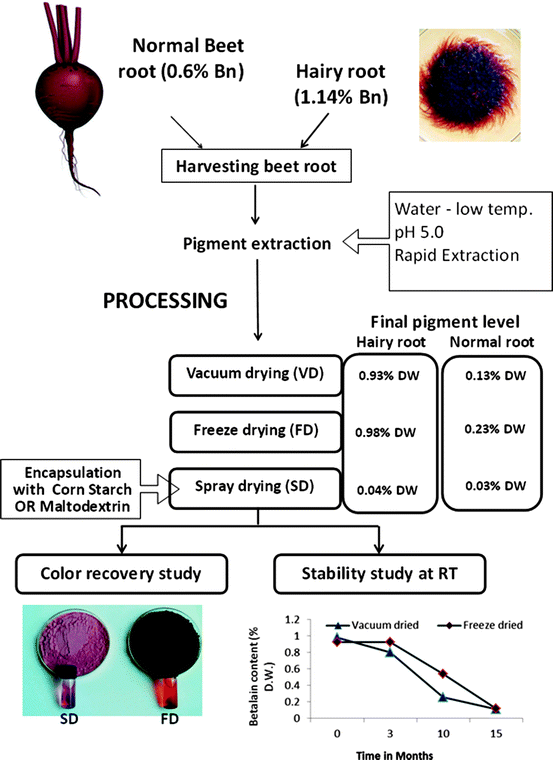Stability of Betalain Pigments of Red Beet | SpringerLink