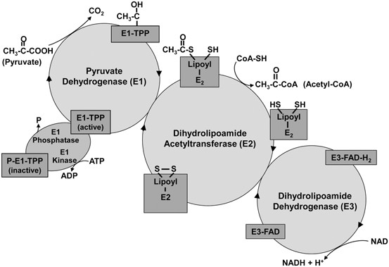 Pyruvate Dehydrogenase Complex Deficiencies | SpringerLink
