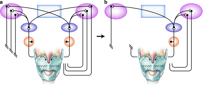 Development, Anatomy, and Physiology of the Larynx | SpringerLink