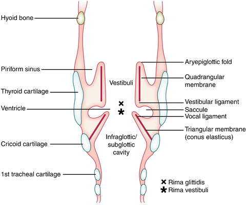 Development, Anatomy, and Physiology of the Larynx | SpringerLink